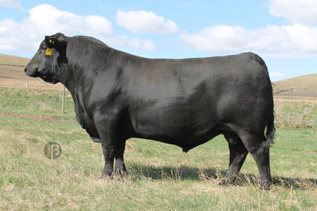 Semex