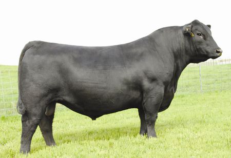 Semex