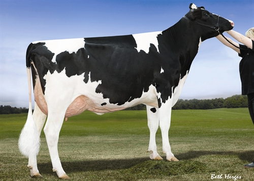 Semex | SWISSBEC TROUBADOUR 0200HO11254 HOCANM12857877