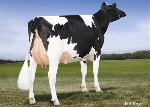Semex | SWISSBEC TROUBADOUR 0200HO11254 HOCANM12857877