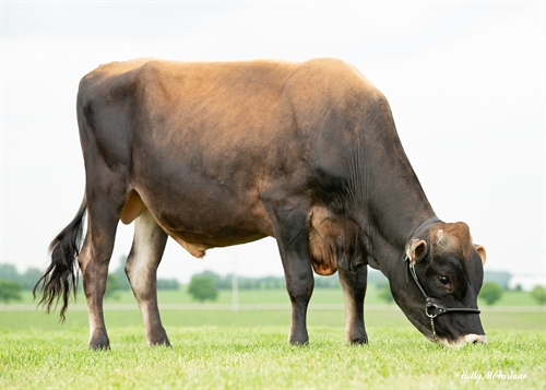 Semex | JX PROGENESIS CINNAMON {6} ET 0200JE01422 JE840M3209774793