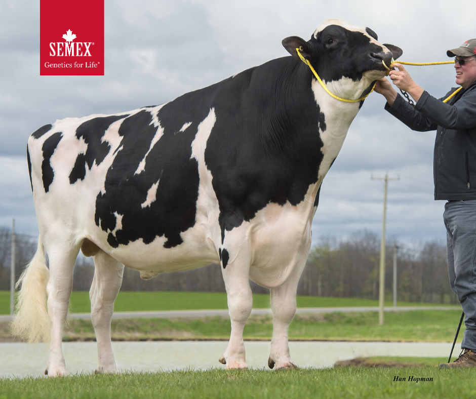 Semex